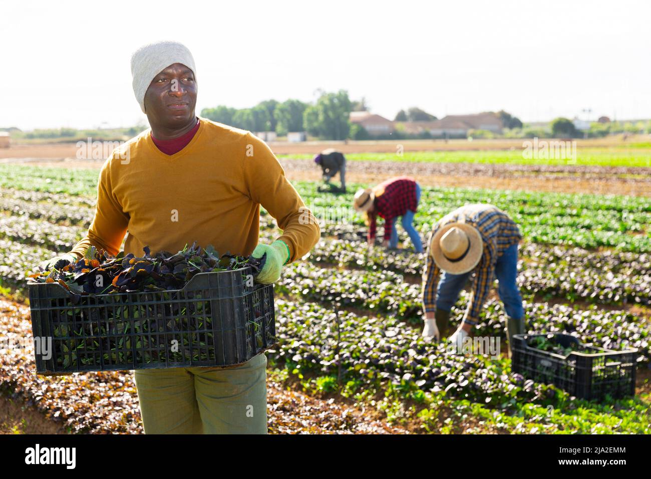 Farmer carrying box with picked red komatsuna Stock Photo - Alamy