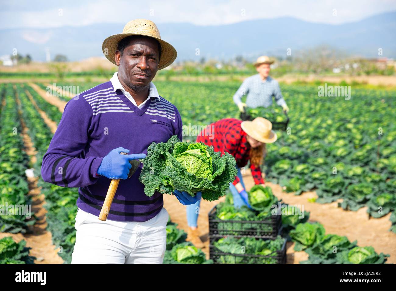 Farmer harvesting cabbage on farm Stock Photo - Alamy