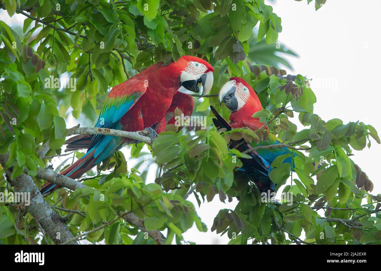 Male and female macaw hi-res stock photography and images - Alamy