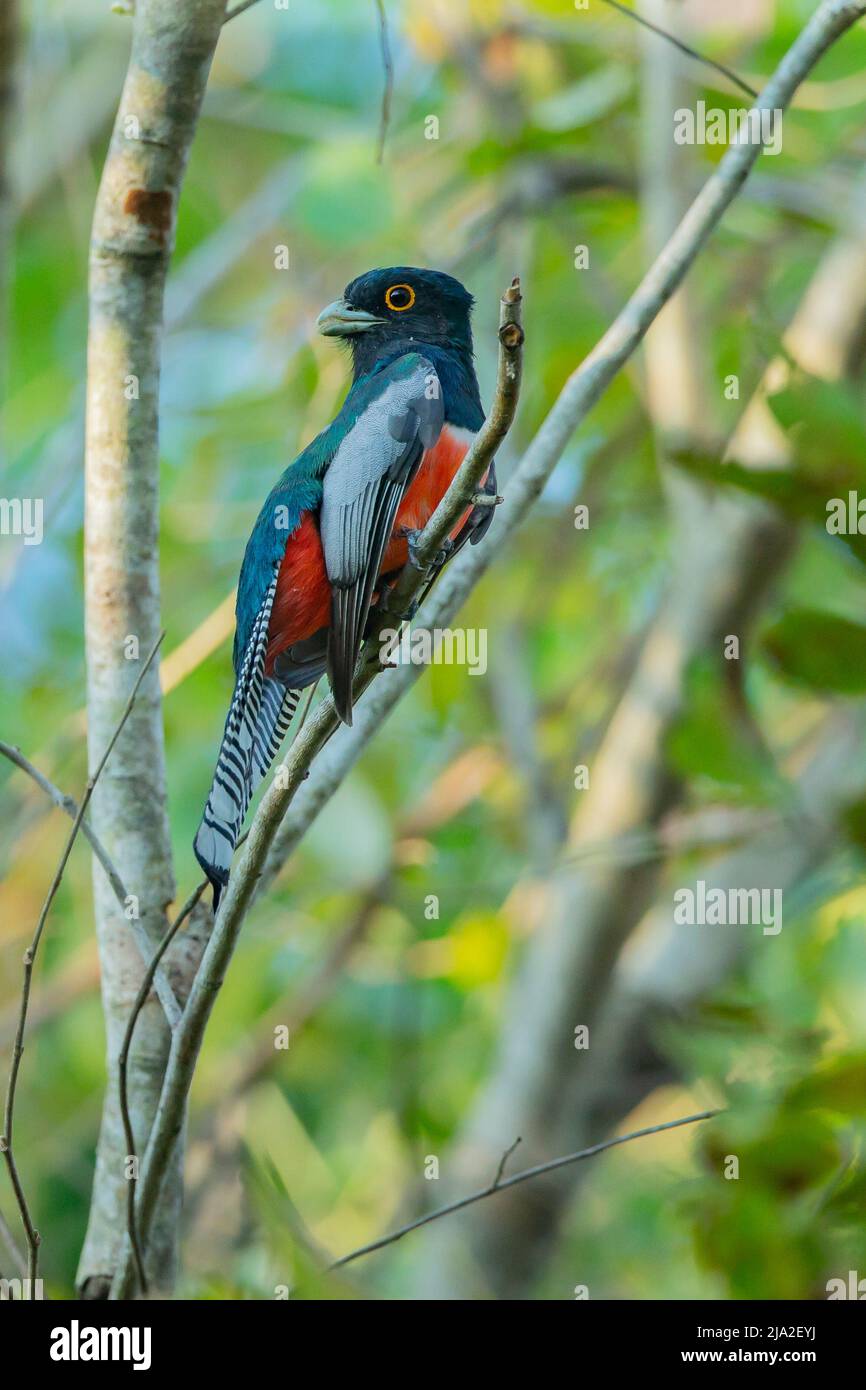 Blue-crowned Trogon (Trogon curucui Stock Photo - Alamy