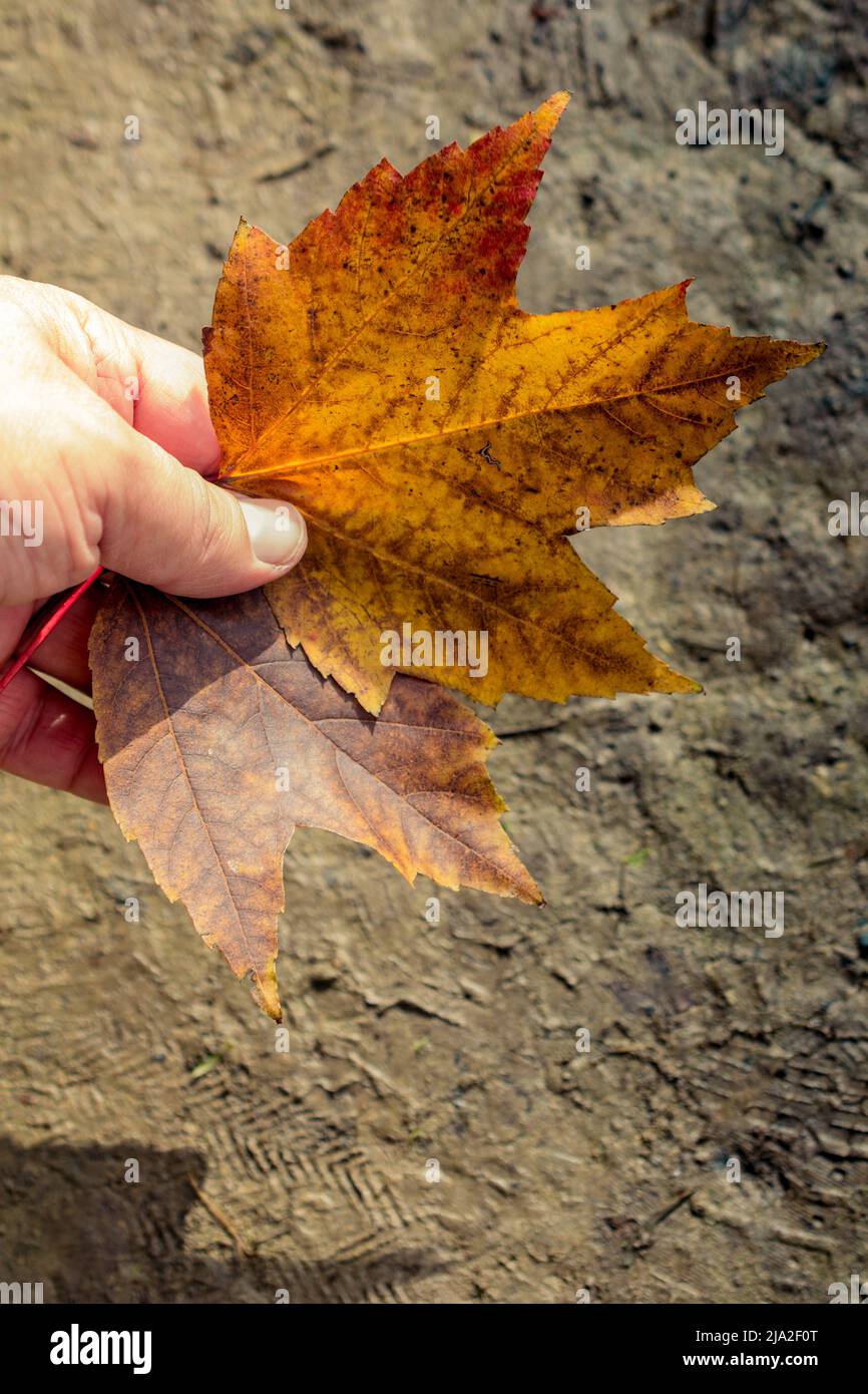 Dry tree leaf as an Autumn background Stock Photo - Alamy