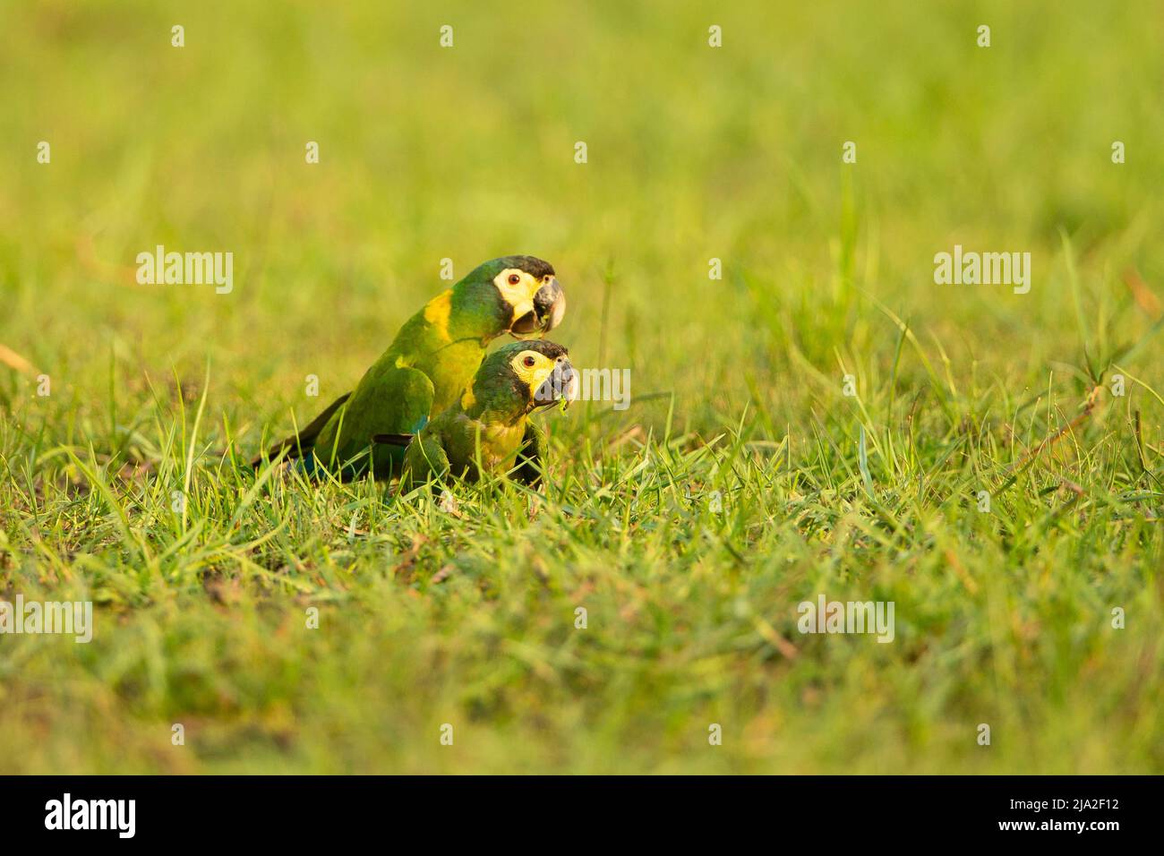 Golden-collared Macaw (Primolius auricollis) pair in grass Stock Photo ...