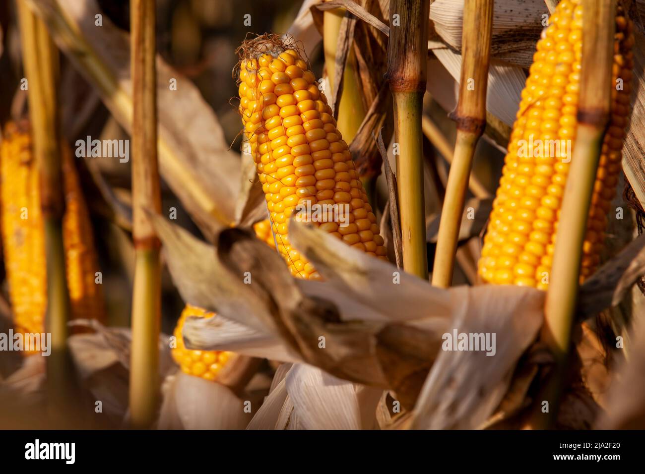 yellow ripe corn fruits in summer, corn cobs in mold and mushroom Stock ...