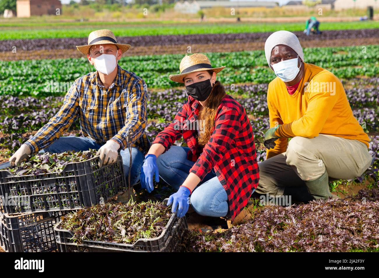 Three farmers posing on leaf vegetables field Stock Photo - Alamy