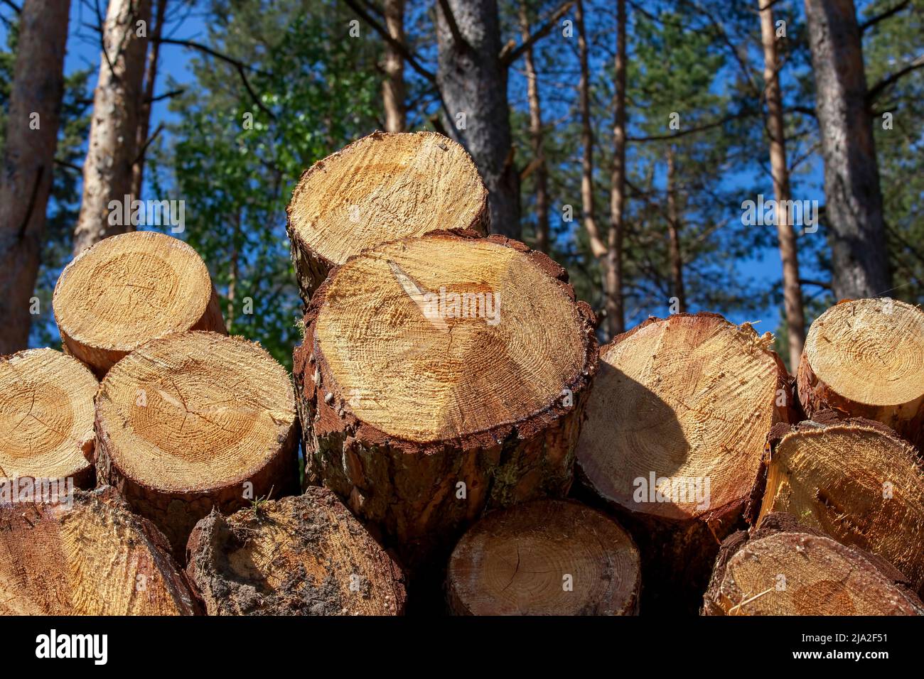 pine wood of coniferous trees during logging, logging and cutting of ...