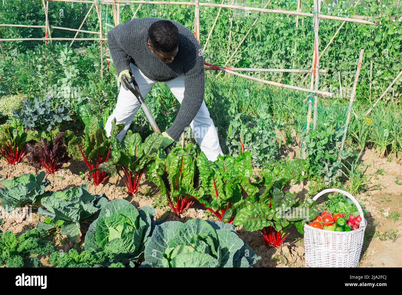 man farmer with shovel caring for beets Stock Photo - Alamy