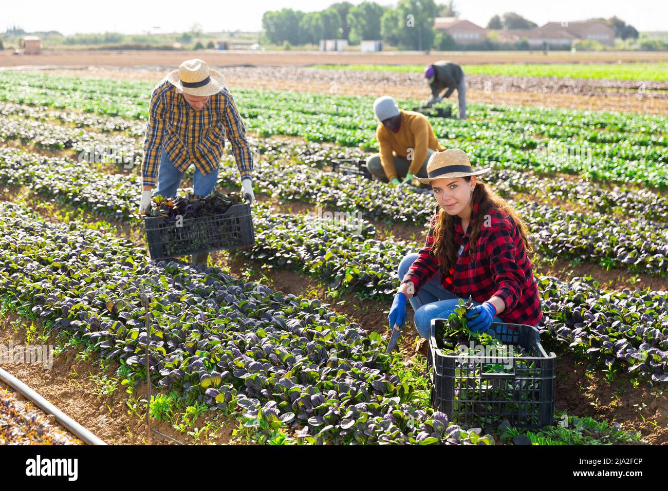 Mustard greens picking hi-res stock photography and images - Alamy