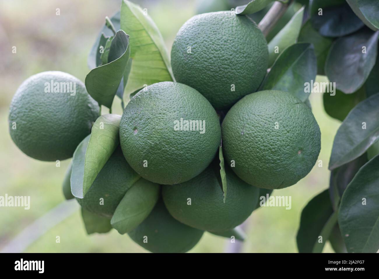 Green Oranges In Mexico at Joan Byrd blog