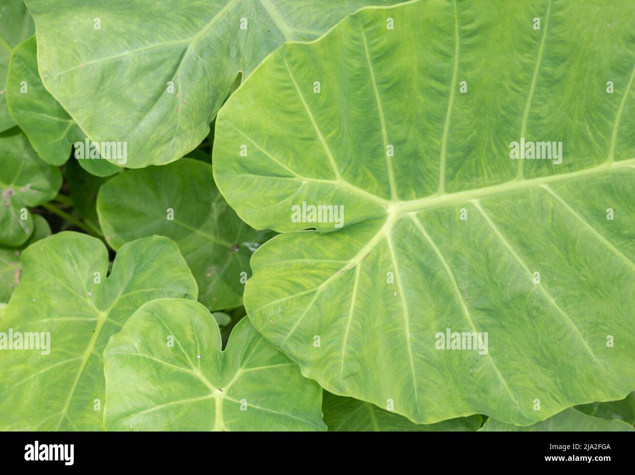 Taro plantation hi-res stock photography and images - Alamy