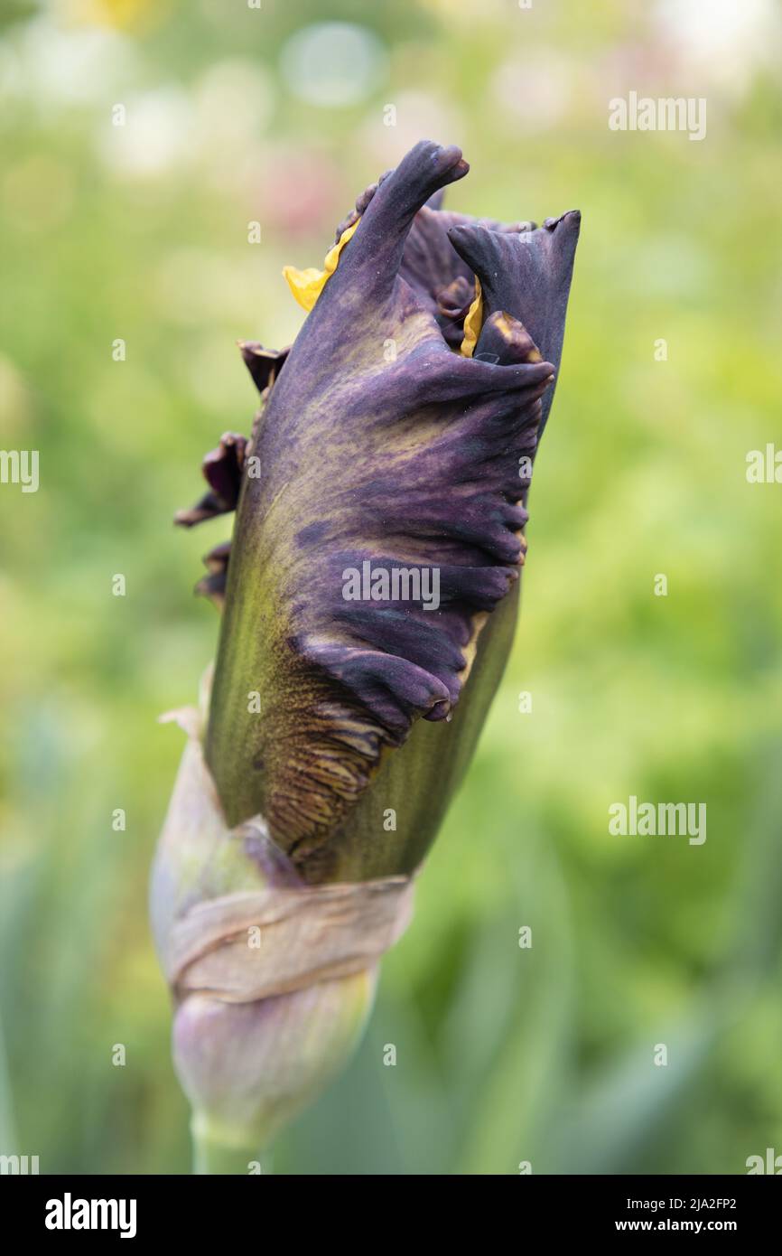Tight bud of an iris 'Sun Devil' flower Stock Photo - Alamy