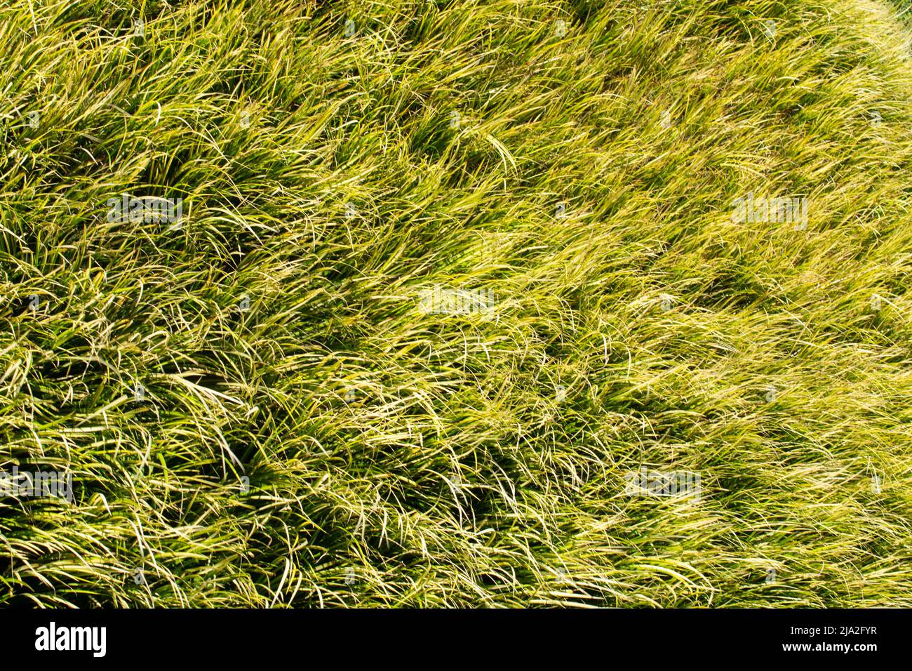 Green grass texture from a field or grass landscape background Stock ...