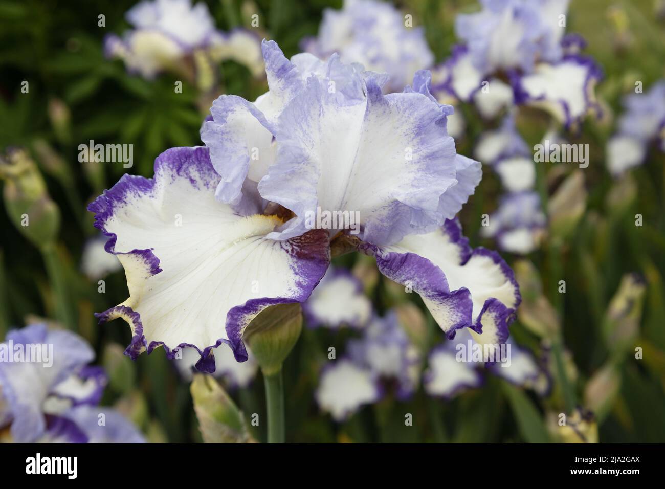 Spring rings hi-res stock photography and images - Alamy