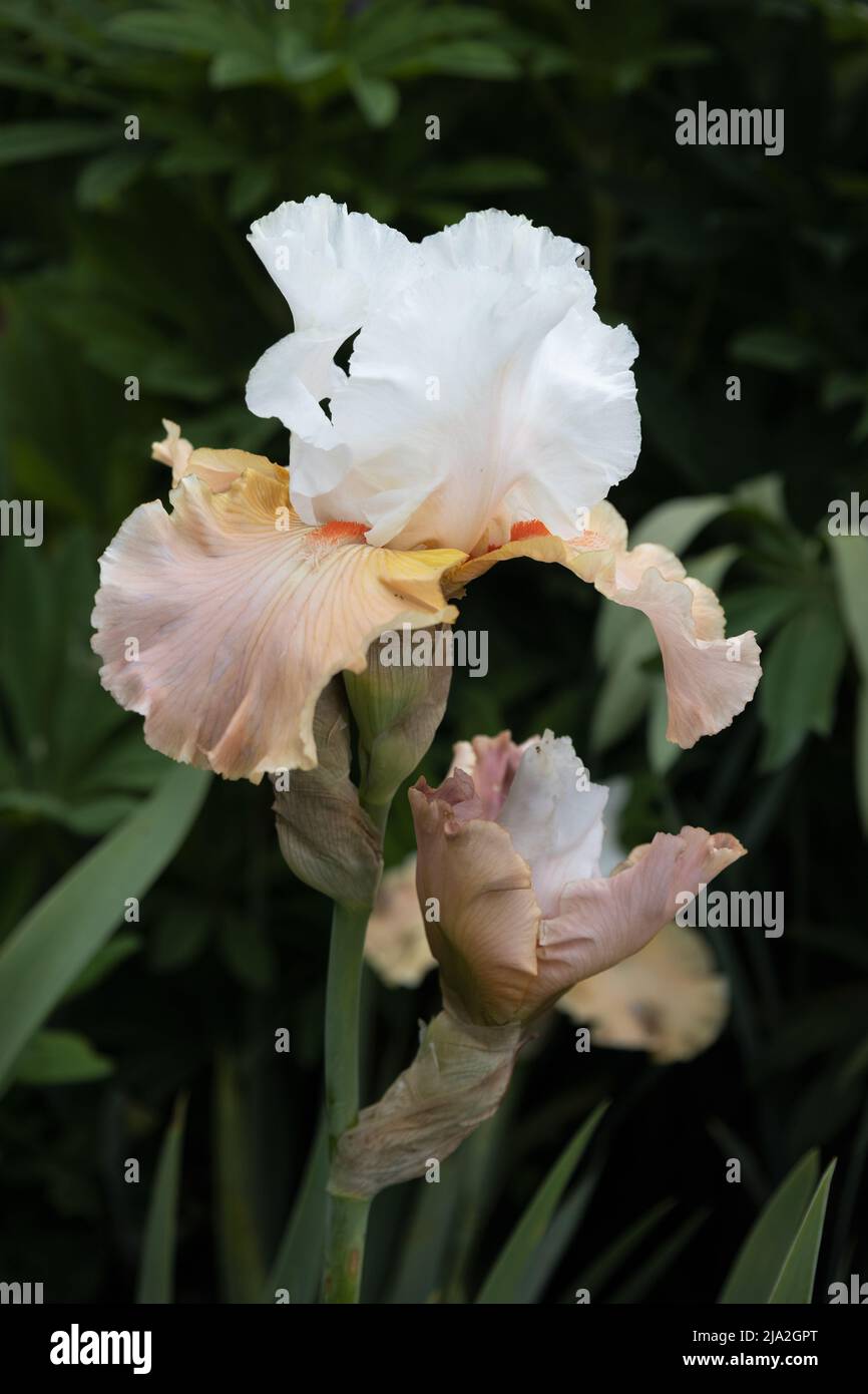 Iris 'Heaven and Earth' Stock Photo - Alamy