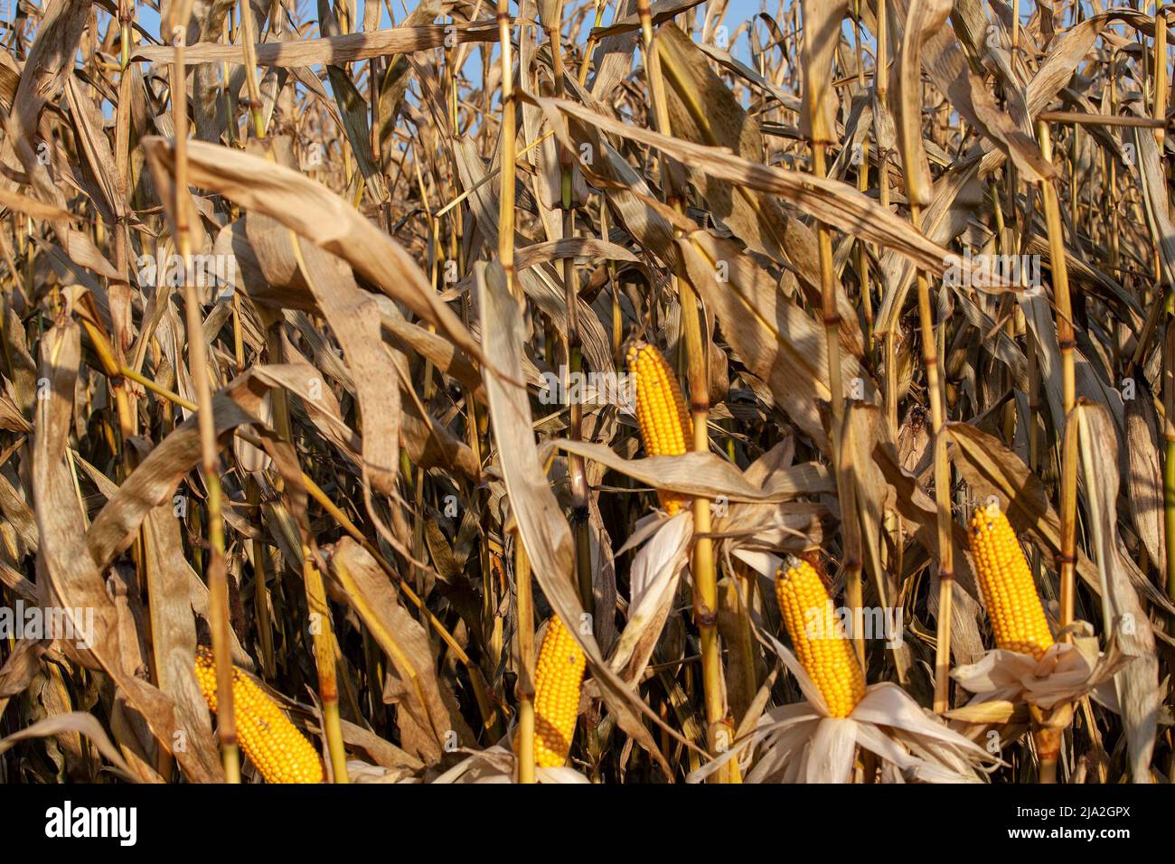 yellow ripe corn fruits in summer, corn cobs in mold and mushroom Stock ...