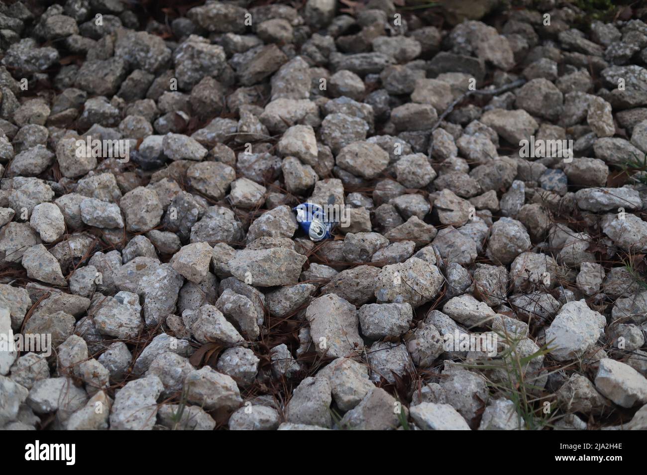 Litter on rocks Stock Photo - Alamy