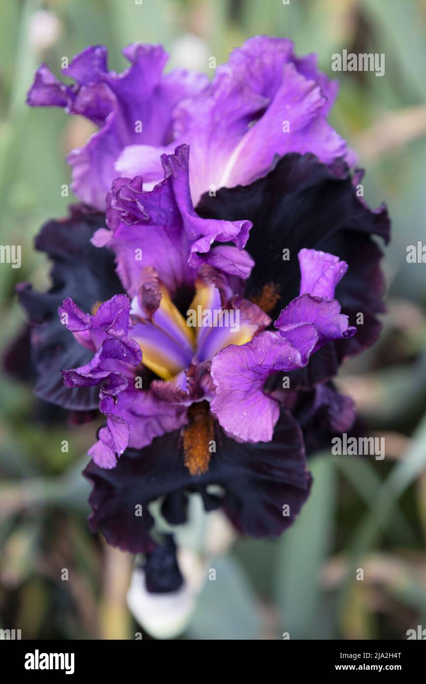 Iris 'I'm back' Stock Photo - Alamy