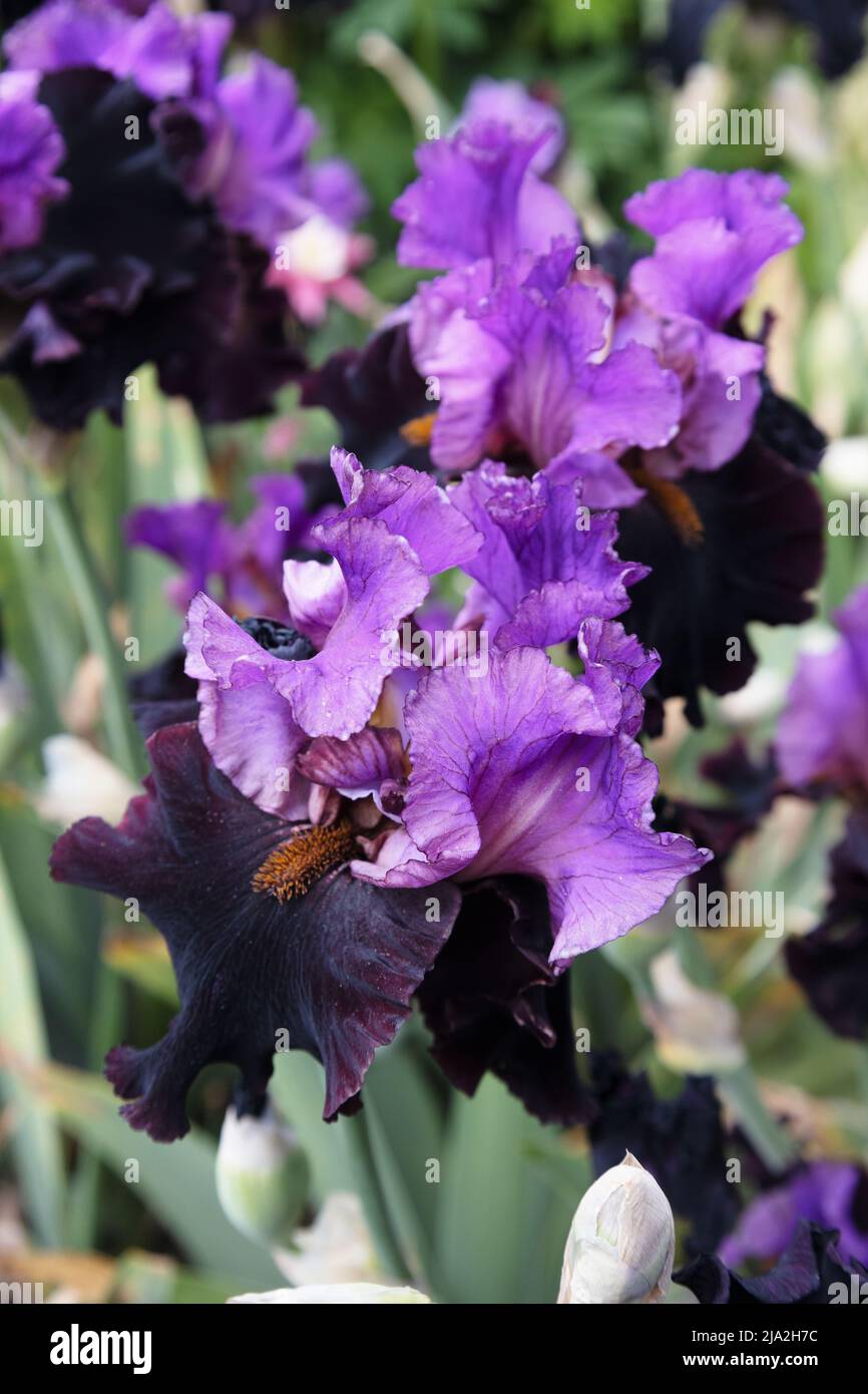 Im back iris hi-res stock photography and images - Alamy