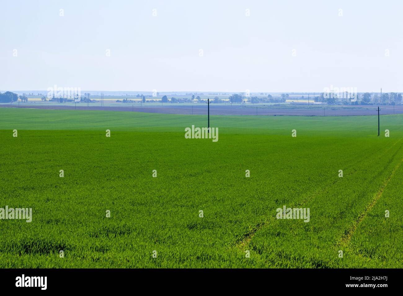 agricultural field with grass and other plants, summer season with ...