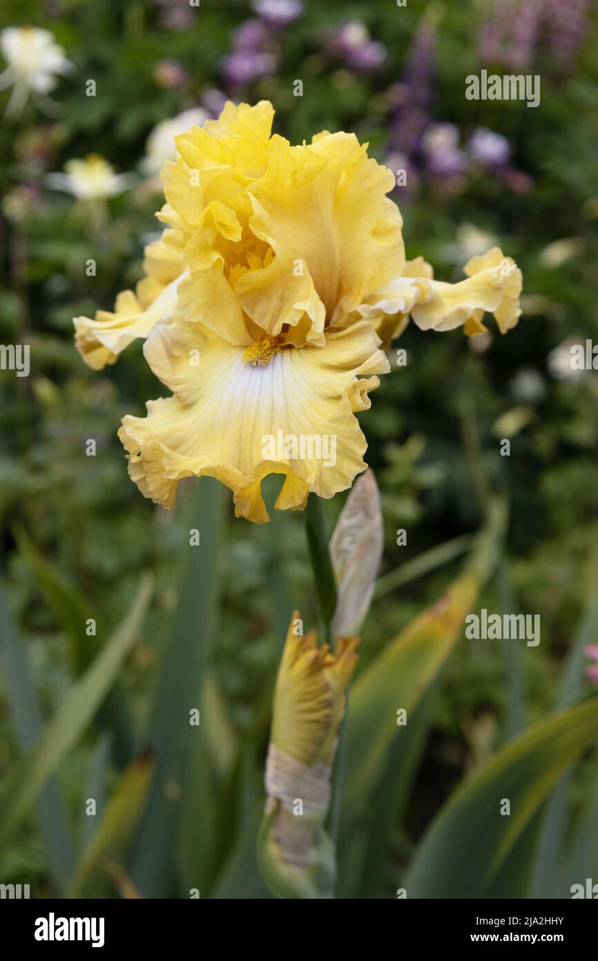 Frilled flowers hi-res stock photography and images - Alamy