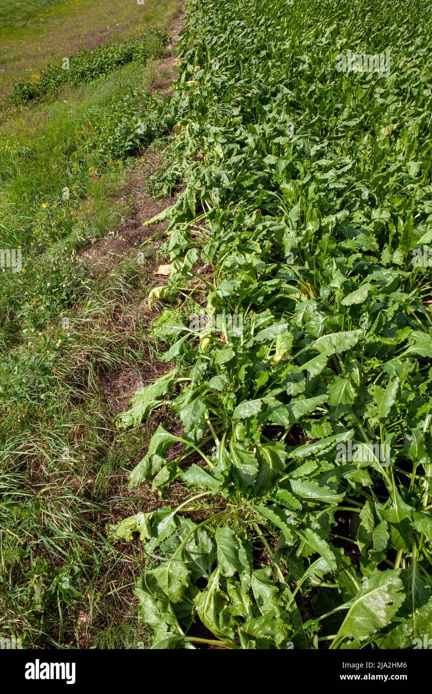 Organic sugar beet field with farmer hi-res stock photography and ...