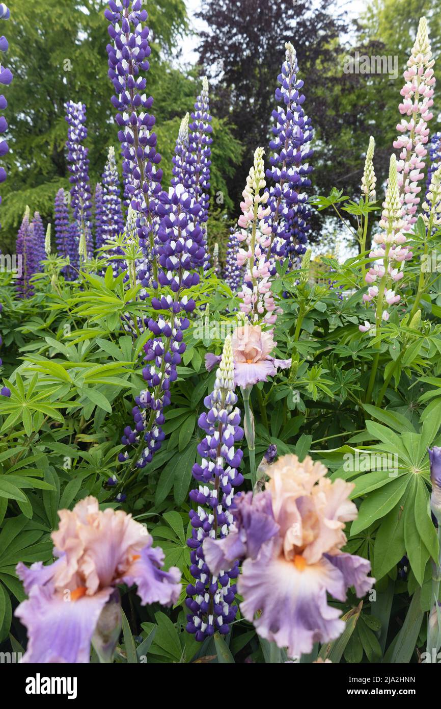 Treasure flowers hi-res stock photography and images - Alamy