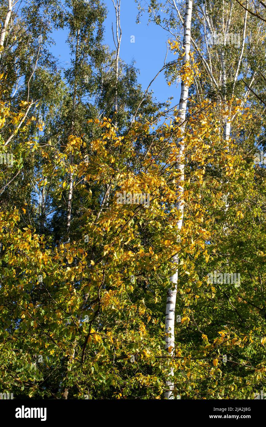 autumn trees during leaf fall, changes in nature during the autumn ...