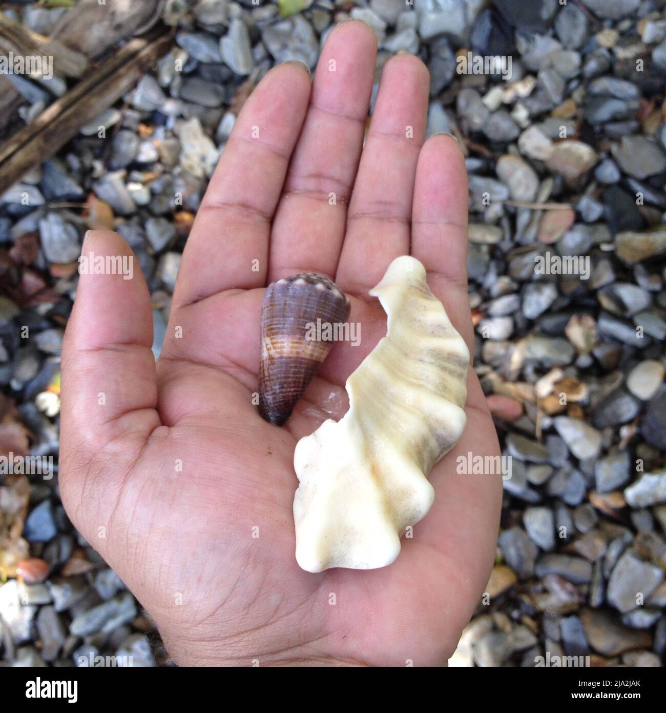 Cone shell great barrier reef hi-res stock photography and images - Alamy
