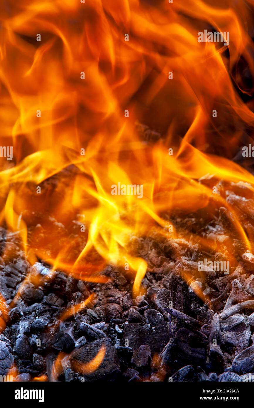 orange flame of fire while burning branches and firewood, burning wood ...