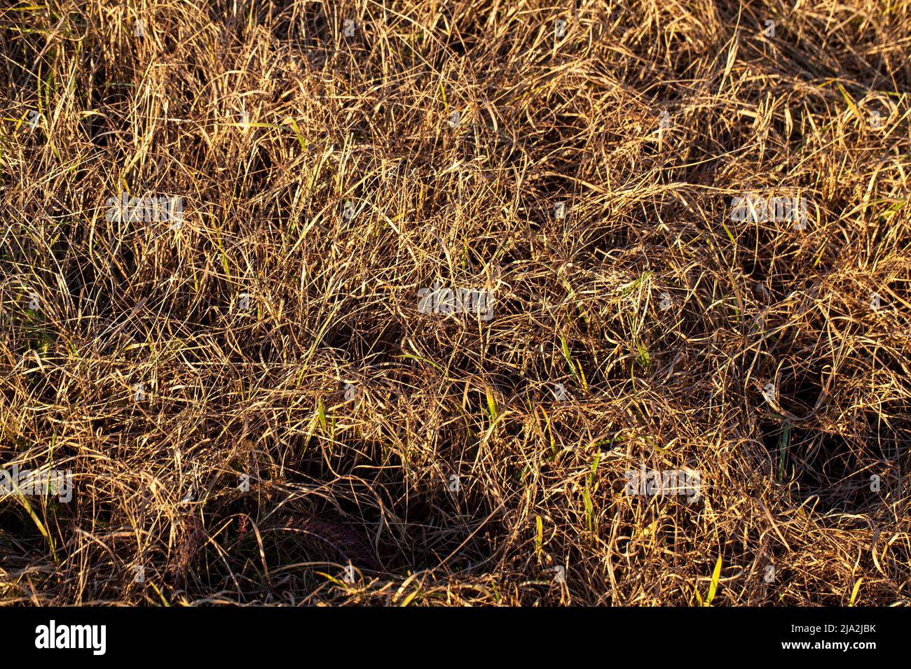 plants and grass turning yellow in the autumn season on an agricultural ...