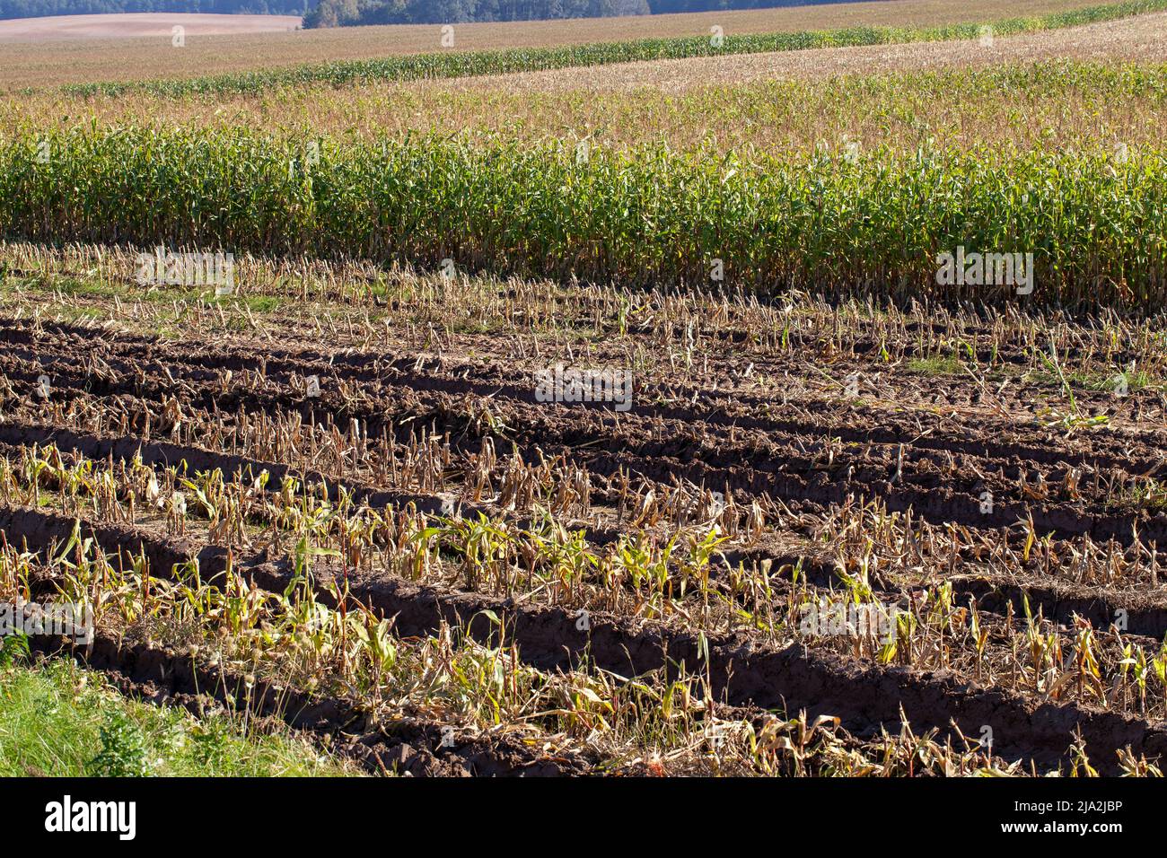 agriculture the field where corn is grown to produce corn grains, the ...