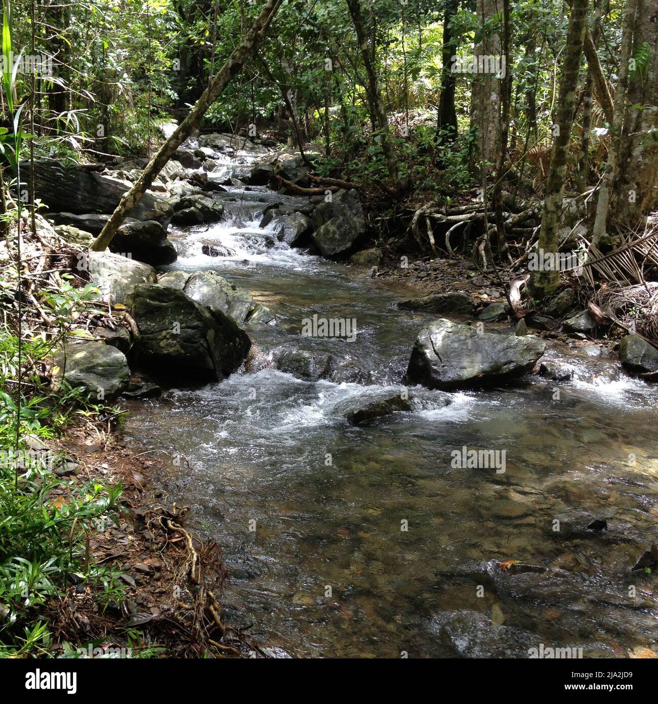 Rainforest Creek at Cape Tribulation Australia Stock Photo - Alamy
