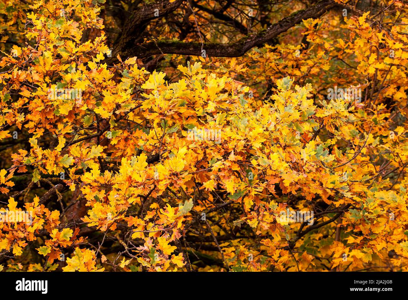 deciduous trees with colorful yellow orange foliage in the autumn ...