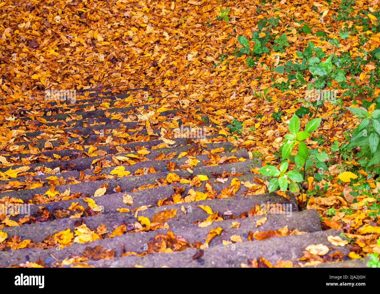 deciduous trees with colorful yellow orange foliage in the autumn ...