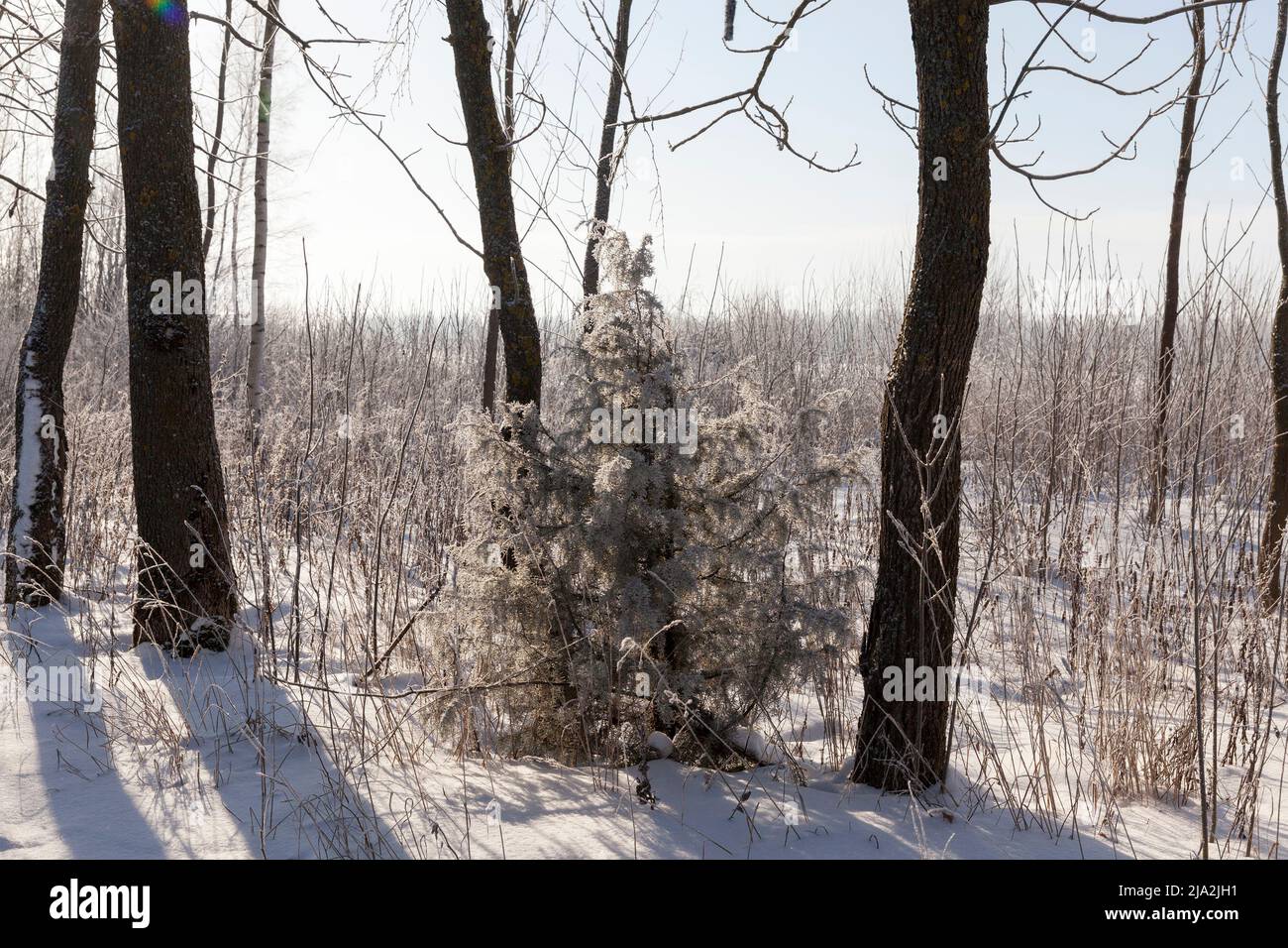 deciduous trees covered with snow in winter, frosty weather with trees ...