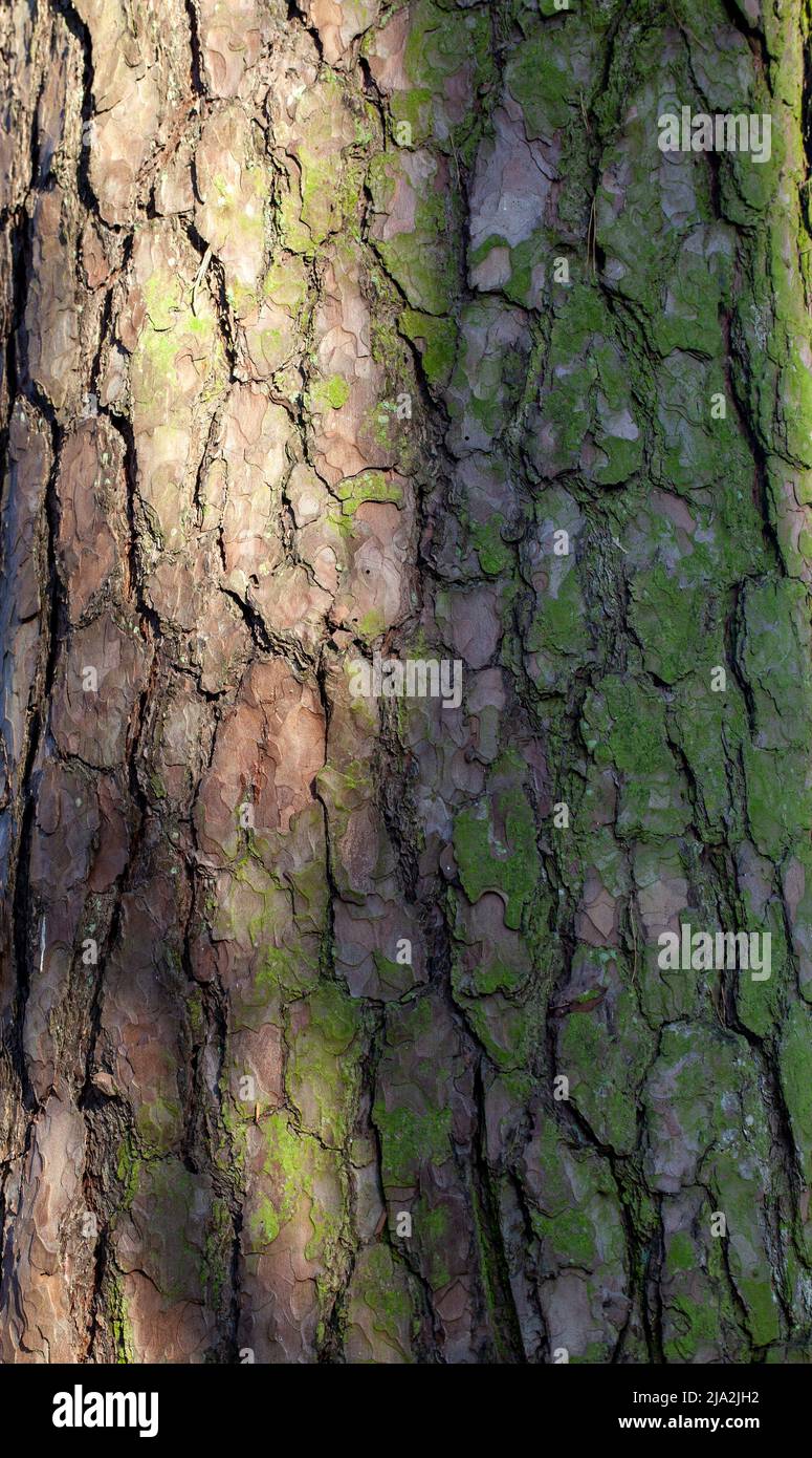 structure and features of tree bark close-up, natural tree trunk in the ...