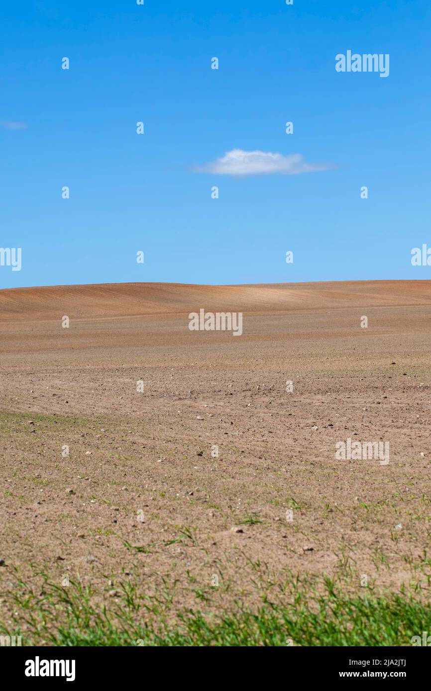 agricultural field with grass and other plants, summer season with ...