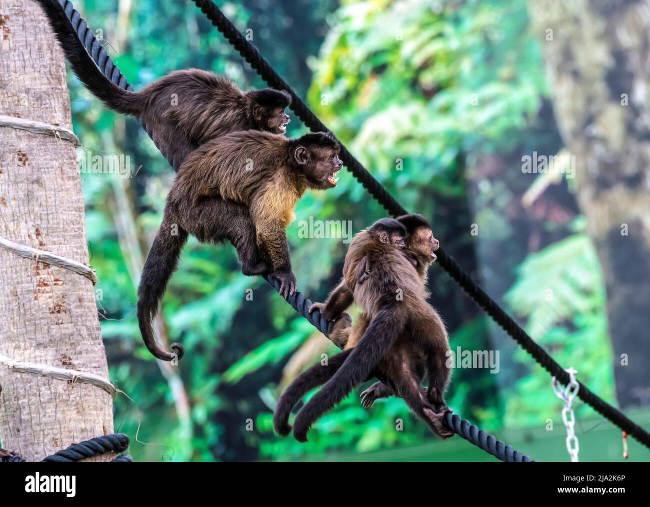 Tufted Capuchins (Cebus apella) at Sydney Zoo in Sydney, NSW, Australia (Photo by Tara Chand ...