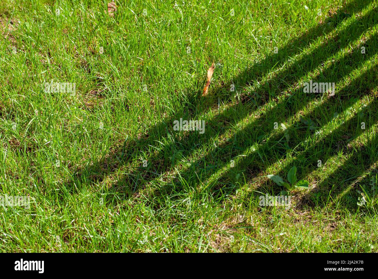 part of the field where green grass grows, green grass growing in the ...