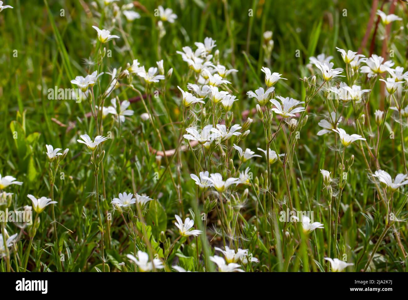 green grass in the summer, simple plain grass weeds on the field in the ...