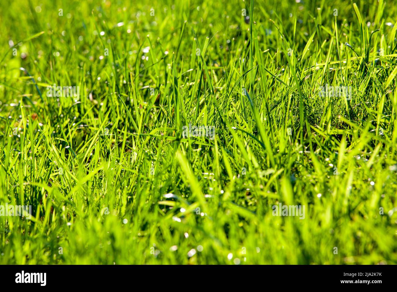 part of the field where green grass grows, green grass growing in the ...