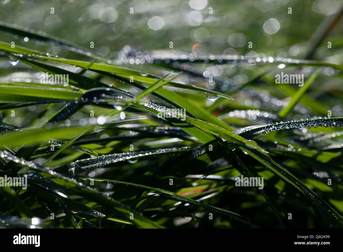 Nature Rain Grass Water Green, Grass, Plants, Raining, Rain Drops,