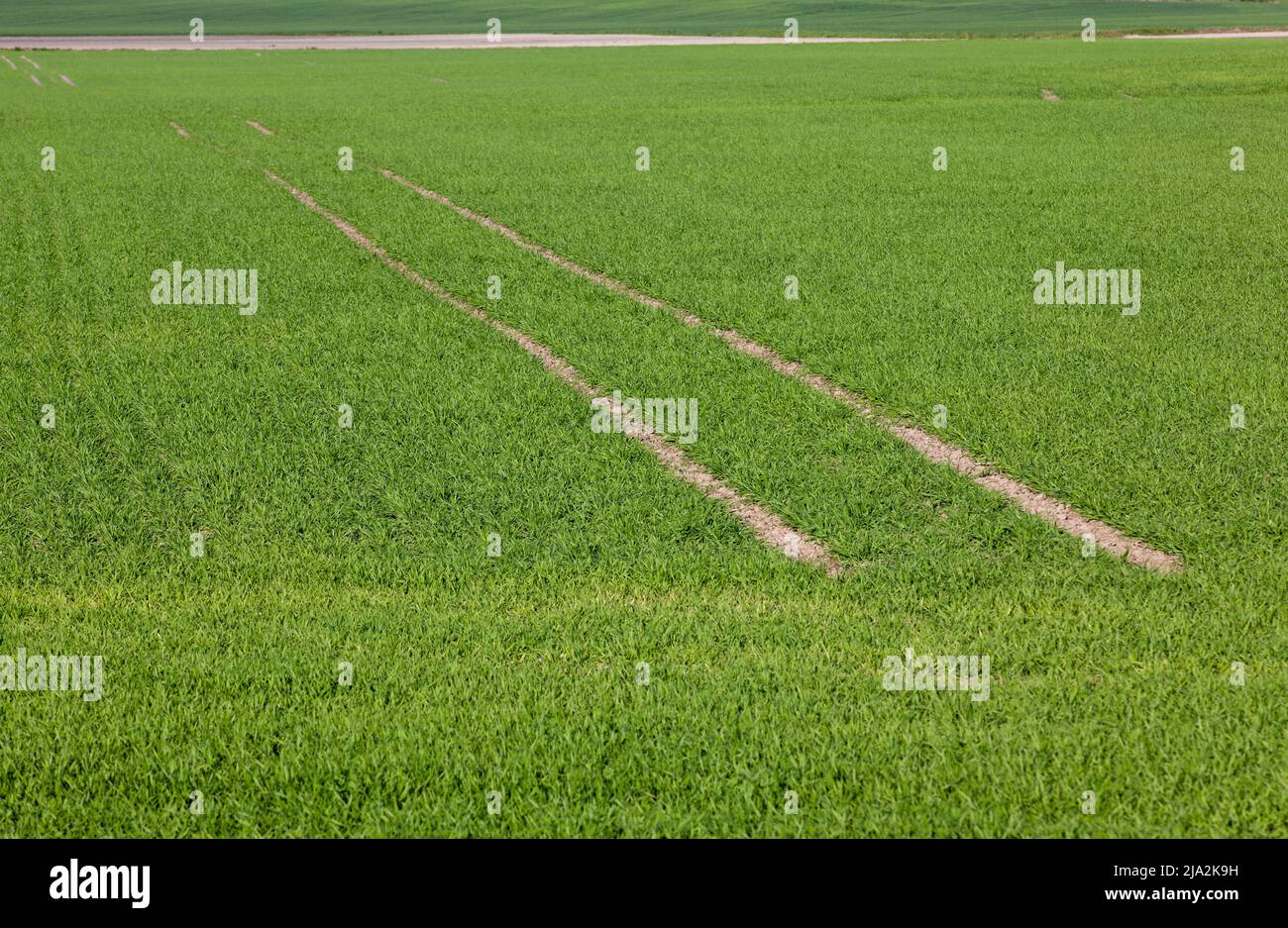 green grass in the summer, simple plain grass weeds on the field in the ...