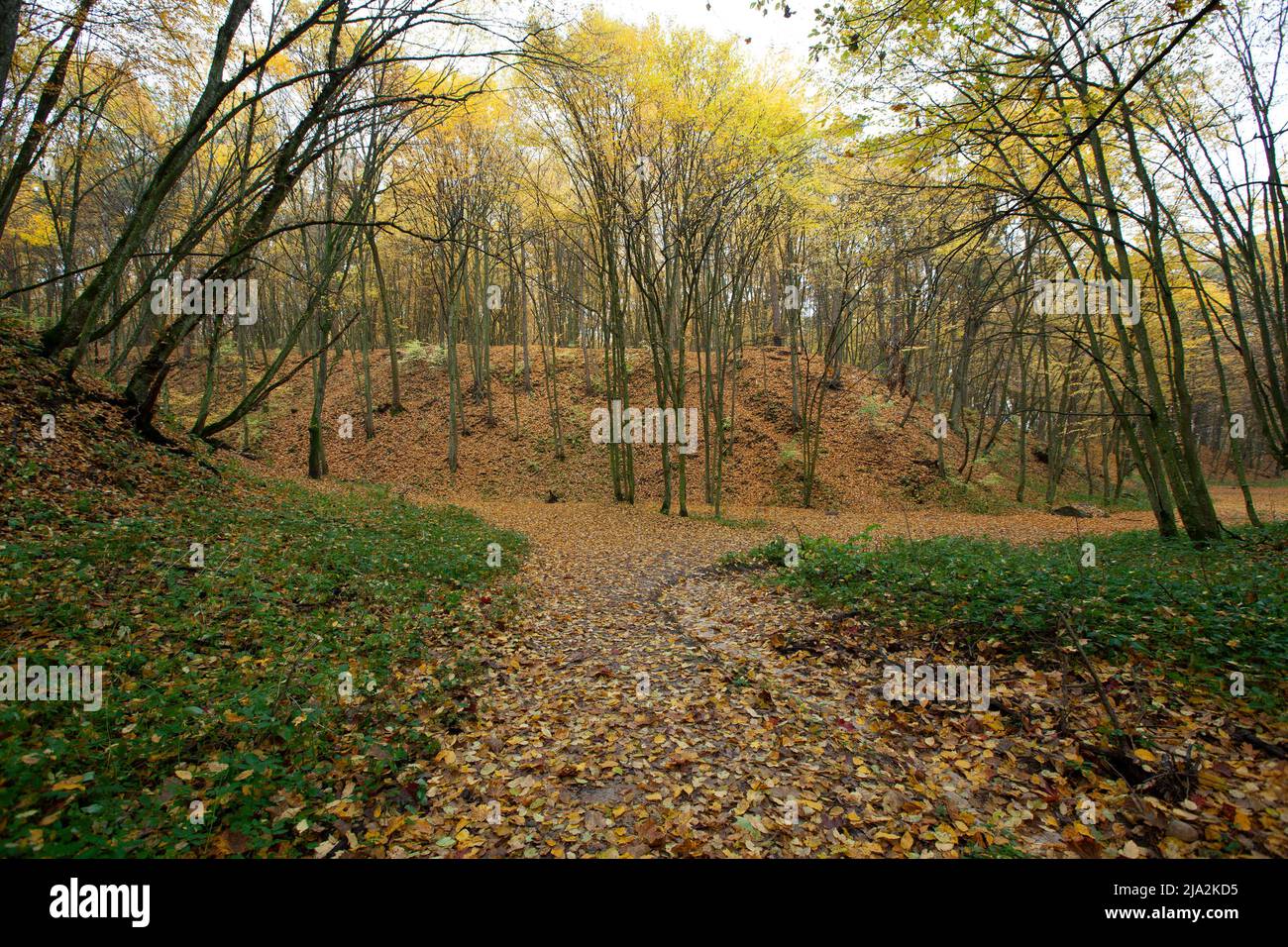 deciduous trees with colorful yellow orange foliage in the autumn ...