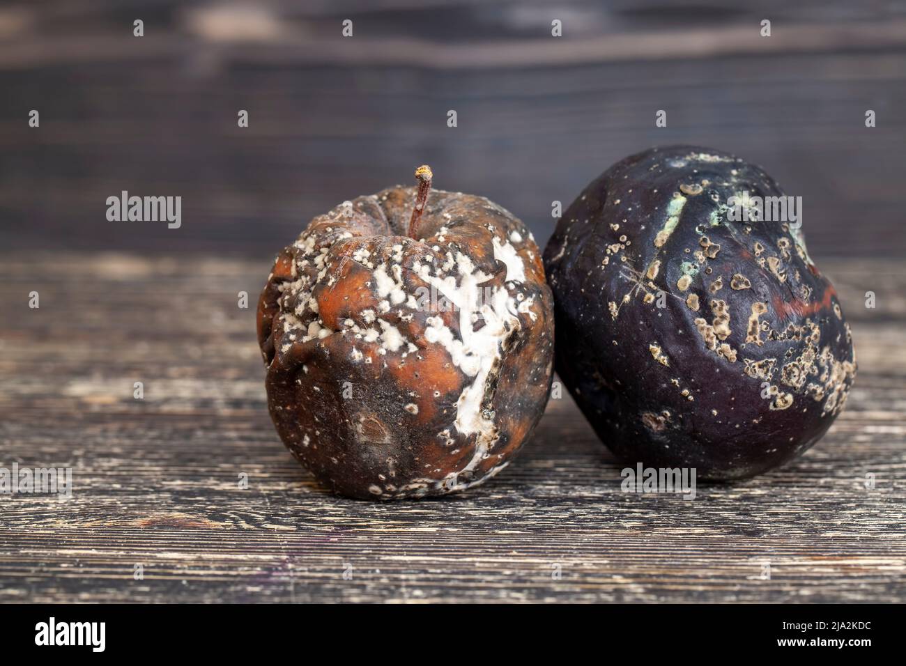 rotten apple on a wooden blackboard, blackened black rotting apple ...