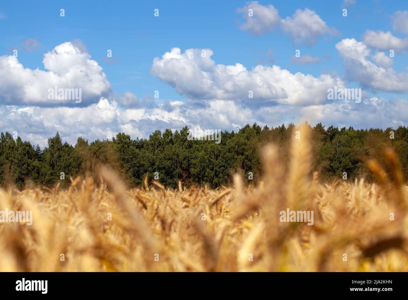 golden grain field with wheat, green yellow wheat cereals before ...