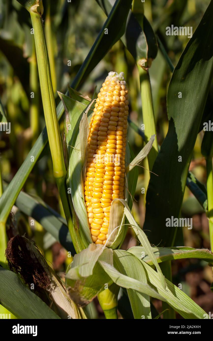 yellow ripe corn fruits in summer, corn cobs in mold and mushroom Stock ...