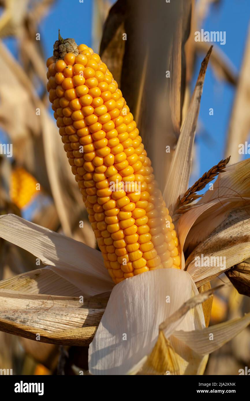 yellow ripe corn fruits in summer, corn cobs in mold and mushroom Stock ...