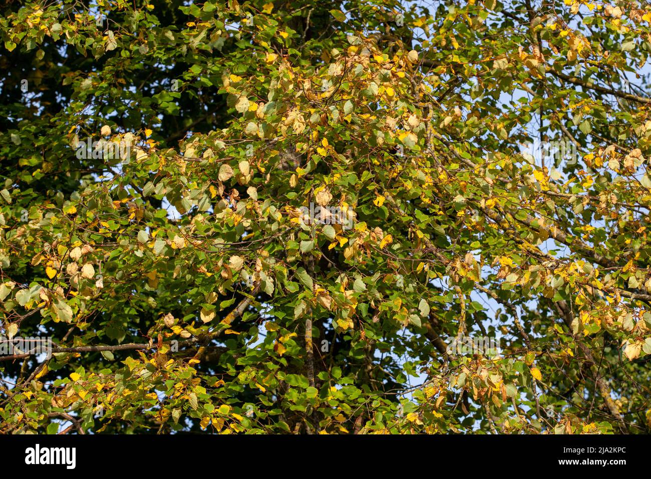 trees with orange foliage in the autumn season, sunny weather in the ...