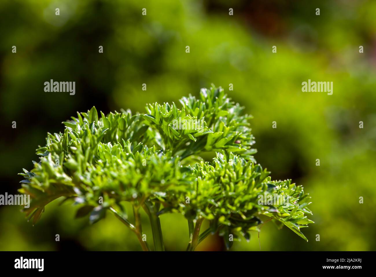 green parsley on the field in the summer season, an agricultural field ...