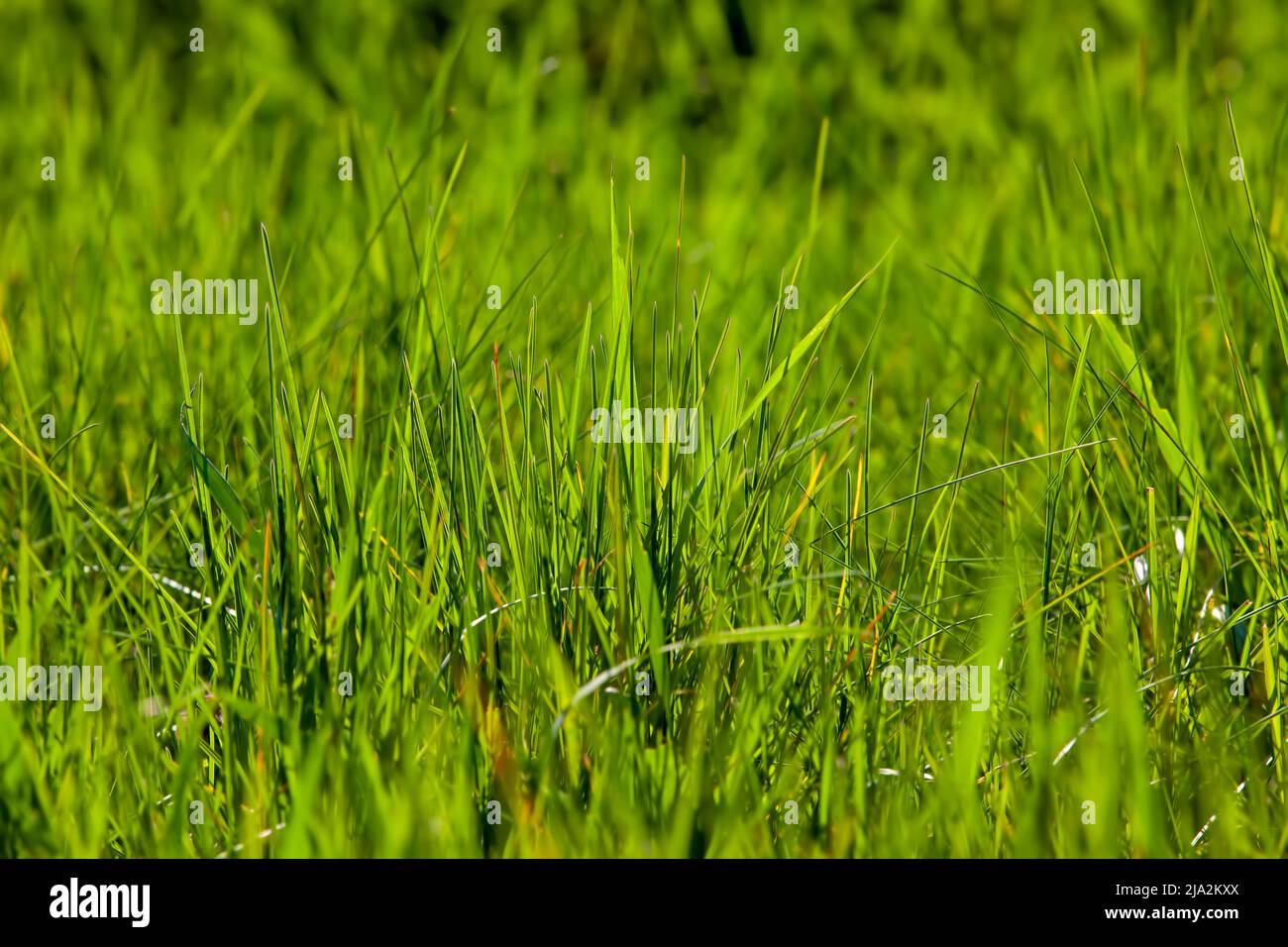 green grass in the summer, simple plain grass weeds on the field in the ...